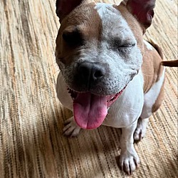 New York, NY - Terrier (Unknown Type, Small)/Pit Bull Terrier. Meet ...