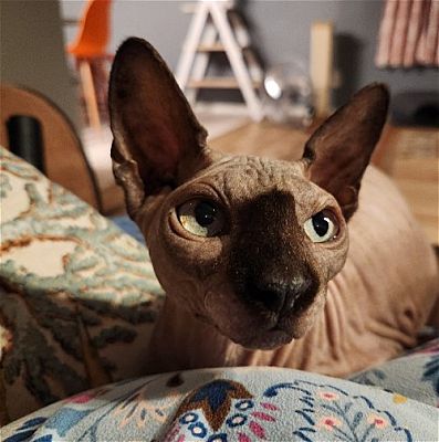 Phoenix, AZ - Sphynx. Meet BB a Pet for Adoption - AdoptaPet.com