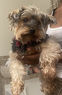 Lawrenceville, GA - Yorkie, Yorkshire Terrier. Meet Bella a Pet for ...