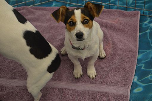Lodi, CA - Jack Russell Terrier/Rat Terrier. Meet Racey a Pet for ...
