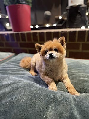 Windsor, VA - Pomeranian. Meet Riley a Pet for Adoption - AdoptaPet.com