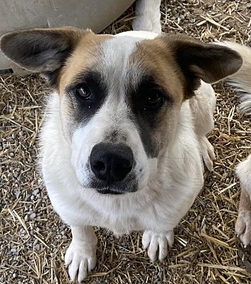 Washburn, MO - Great Pyrenees/Cattle Dog. Meet Dingle a Pet for ...