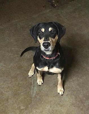 Huntsville, AL - Hound (Unknown Type). Meet Lady a Pet for Adoption ...