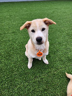 Los Angeles, CA - Jindo/Mixed Breed (Large). Meet chai a Pet for ...