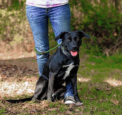 Sparta, TN - Labrador Retriever. Meet Luna a Pet for Adoption ...