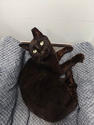Byron Center, MI - Domestic Shorthair. Meet Raphael a Pet for Adoption ...