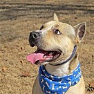 Boxer Puppies - Boxer Rescue and Adoption Near You