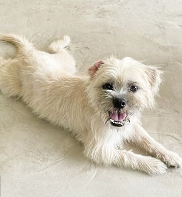 Orlando, FL - Maltese/Shih Tzu. Meet Jojo a Pet for Adoption ...