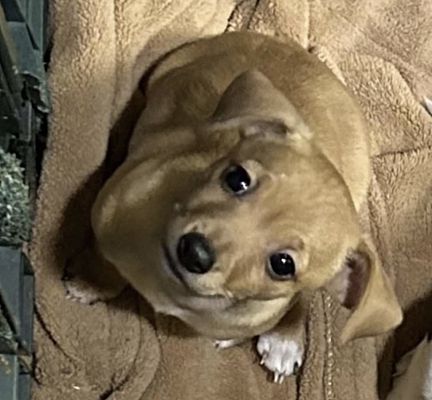 Tulsa, OK - Jack Russell Terrier. Meet Spike in Tulsa a Pet for ...