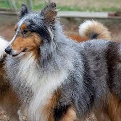 Dublin, OH - Sheltie, Shetland Sheepdog. Meet Belle (adoption pending ...