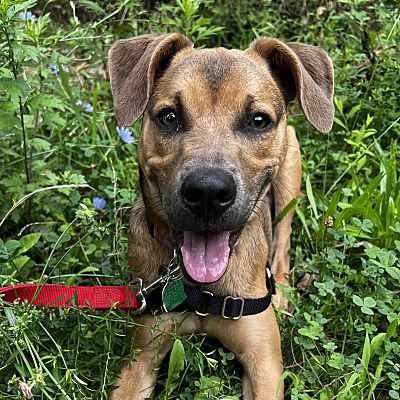 Beacon, NY - Mixed Breed (Medium). Meet Della a Pet for Adoption ...