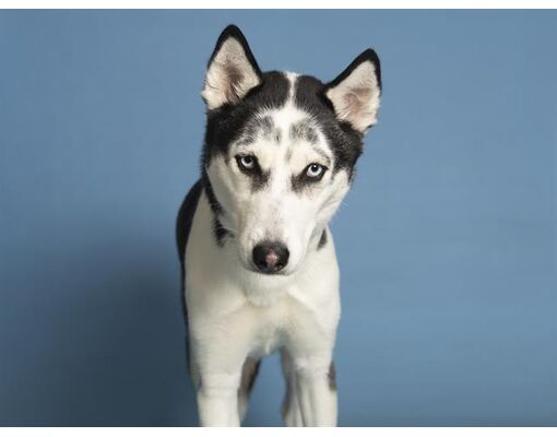 Phoenix, AZ - Husky. Meet REYNA a Pet for Adoption - AdoptaPet.com