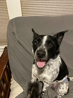 Colorado springs, CO - Border Collie. Meet Spotty a Pet for Adoption ...