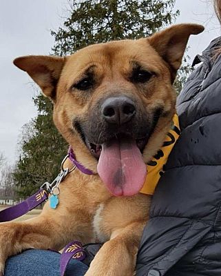 Lagrange, IN - Akita/American Pit Bull Terrier. Meet Koko a Pet for ...