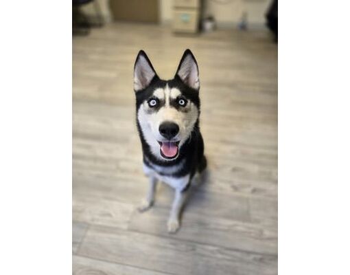 South Bend, IN - Alaskan Klee Kai/Mixed Breed (Medium). Meet Luna a Pet ...