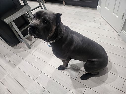 Cypress, TX - Cane Corso. Meet Rigs a Pet for Adoption - AdoptaPet.com