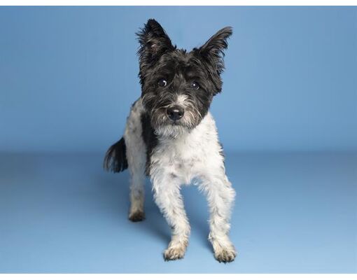 Phoenix, AZ - Scottie, Scottish Terrier/Yorkie, Yorkshire Terrier. Meet ...