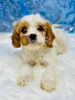 Frederick, MD - Mixed Breed (Small). Meet Baxter (Tracy's B's) a Pet ...