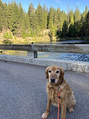 Bend, OR - Golden Retriever. Meet Tucker a Pet for Adoption - AdoptaPet.com