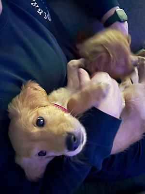 Renton, WA - Golden Retriever. Meet Tally a Pet for Adoption ...