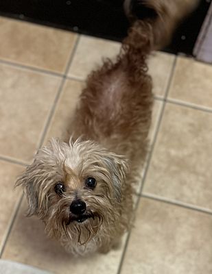 Oak Ridge, NJ - Yorkie, Yorkshire Terrier/Poodle (Toy or Tea Cup). Meet ...