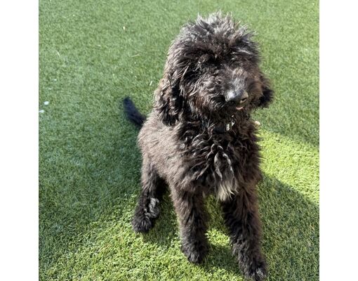 Santa Maria, CA - Schnoodle/Labrador Retriever. Meet Mazie a Pet for ...