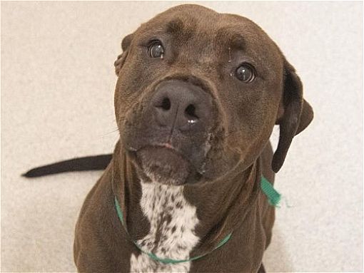 Denver, CO - Pit Bull Terrier. Meet PEANUT BUTTER a Pet for Adoption ...