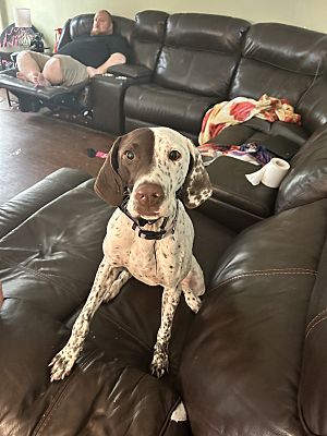 Kingsland, GA - German Shorthaired Pointer/English Setter. Meet Willow ...