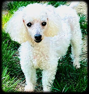 Sharonville, OH - Miniature Poodle. Meet Clouseau a Pet for Adoption ...