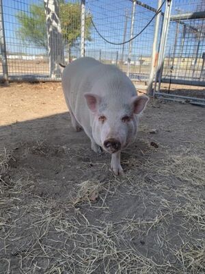 San Antonio, TX - Pig (Farm). Meet CHICHA a Pet for Adoption ...
