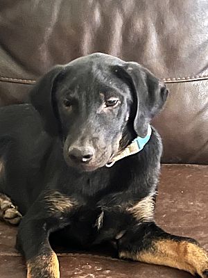 Gilbert, AZ - Labrador Retriever/Shepherd (Unknown Type). Meet Rookie a ...