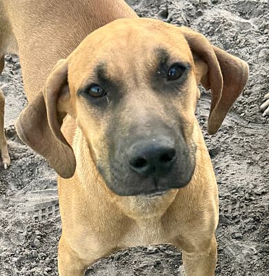 Fort Myers, FL - Rhodesian Ridgeback/Black Mouth Cur. Meet Mikey a Pet ...