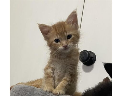 Tucson, AZ - Domestic Mediumhair. Meet SAM a Pet for Adoption ...
