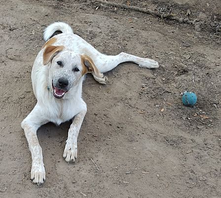 Wallis, TX - Australian Cattle Dog/Great Pyrenees. Meet Pinto a Pet for ...