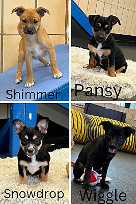 Battle Creek, MI - Wirehaired Fox Terrier/Chiweenie. Meet Girl Pups a ...