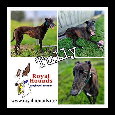 Seattle, WA - Greyhound. Meet Tully a Pet for Adoption - AdoptaPet.com