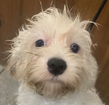 Mishawaka, IN - Cocker Spaniel/Miniature Poodle. Meet Sassy Frassie ...