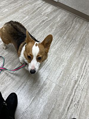 Phoenix, AZ - Corgi. Meet Dot a Pet for Adoption - AdoptaPet.com
