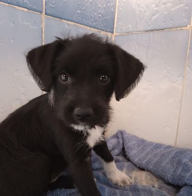 Gig Harbor, WA - Jack Russell Terrier. Meet Taylor a Pet for Adoption ...