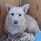 Corgi Puppies - Corgi Rescue and Adoption Near You