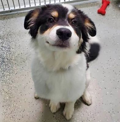 Lexington, KY - Australian Shepherd/Cavalier King Charles Spaniel. Meet ...