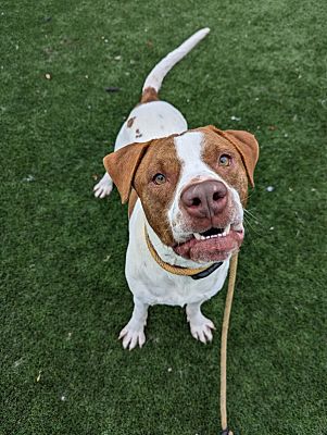 Poughkeepsie, NY - Pointer/Hound (Unknown Type). Meet Kirk a Pet for ...