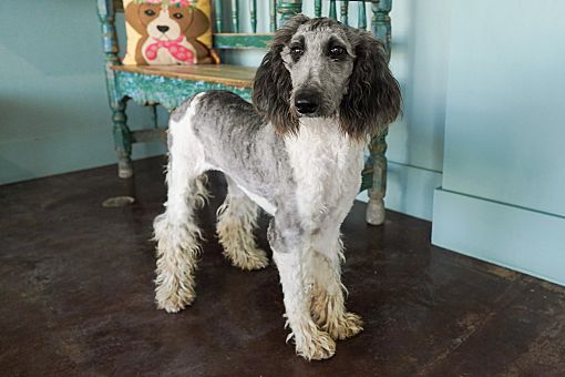 San Antonio, TX - Standard Poodle. Meet Georgette a Pet for Adoption ...