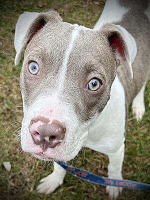 Southbury, CT - Weimaraner/Boxer. Meet Lil Dude ~ meet me! a Pet for ...