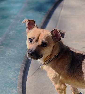 Silver Spring, MD - Dachshund/Feist. Meet Ted a Pet for Adoption ...