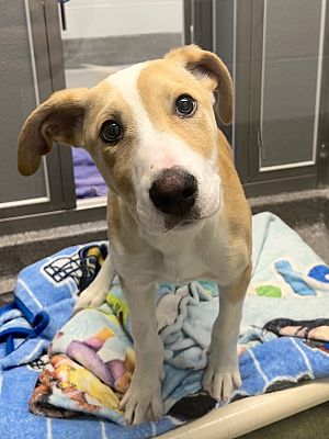 Silverdale, WA - Labrador Retriever. Meet Sundance a Pet for Adoption ...