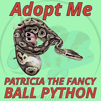 NEENAH, WI - Snake. Meet Patricia the Fancy Ball Python a Pet for ...