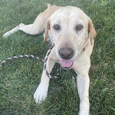 Merriam, KS - Labrador Retriever. Meet Madalynn a Pet for Adoption ...