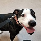 Boston Terrier Puppies - Boston Terrier Rescue and Adoption