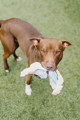 Ayden, NC - Pit Bull Terrier. Meet Prince G.O.A.T. a Pet for Adoption ...
